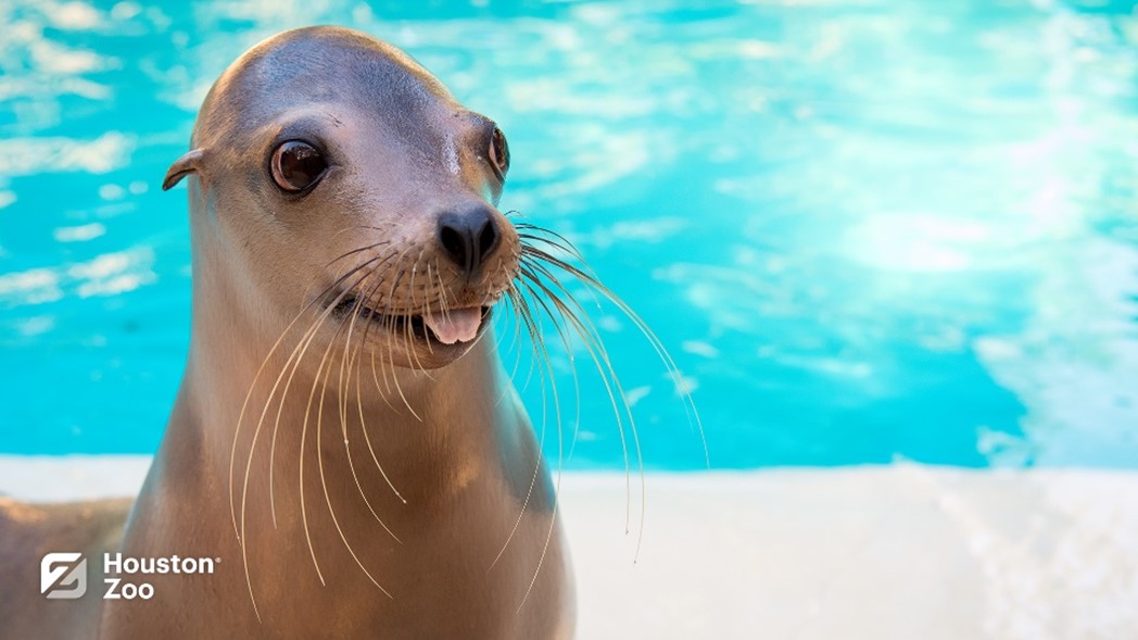 The Best Funny Microsoft Teams Backgrounds for Informal Meetings - UC Today